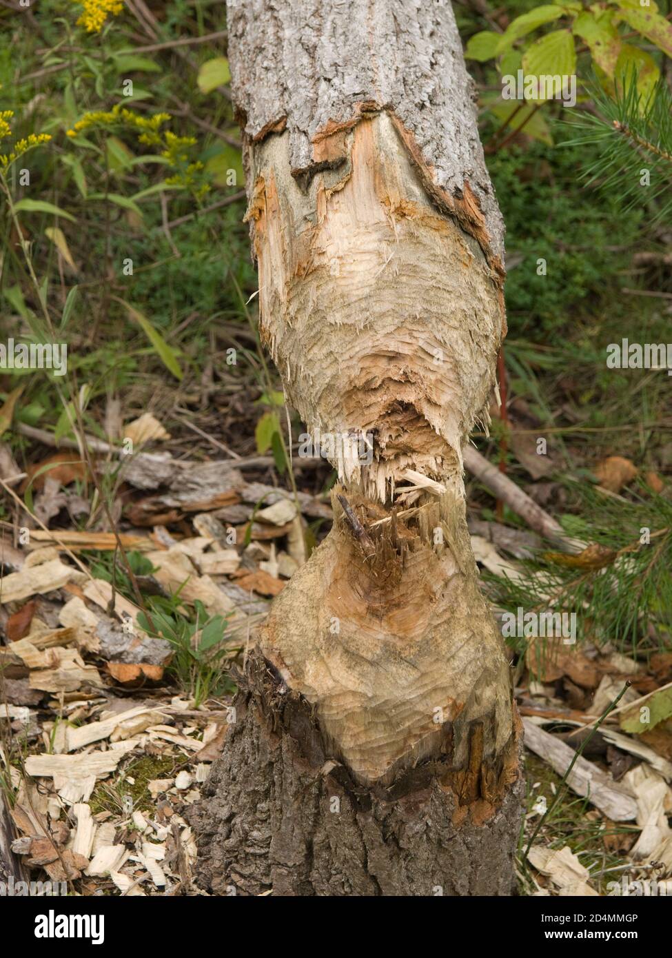 Tree fell down by beaver Stock Photo - Alamy
