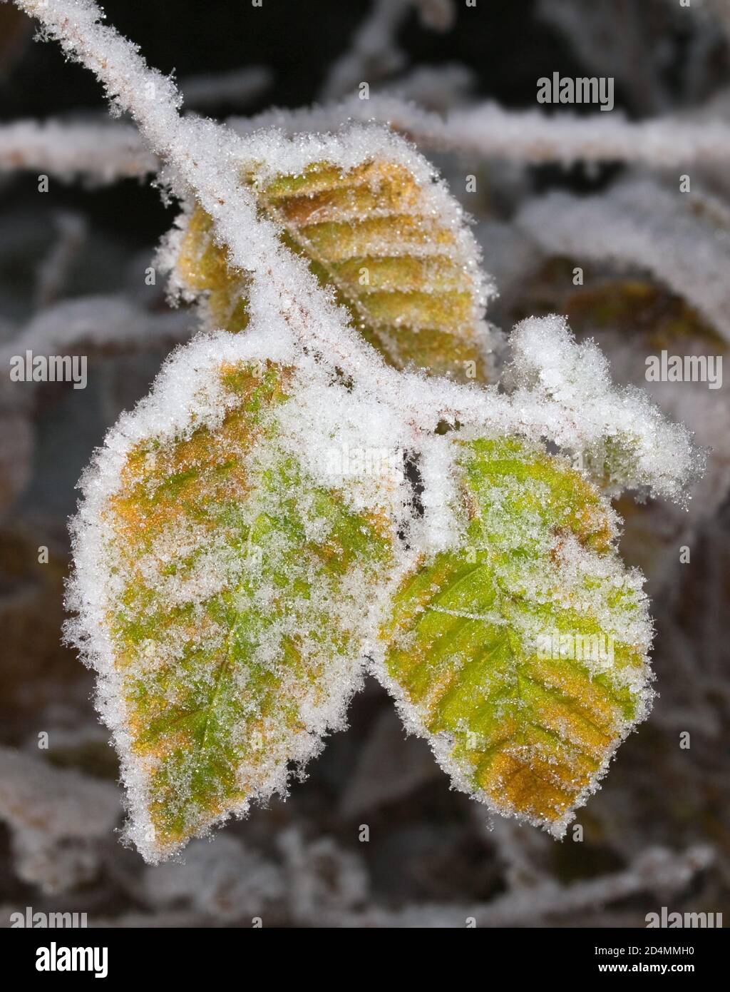 Hornbeam leaf winter hi-res stock photography and images - Alamy