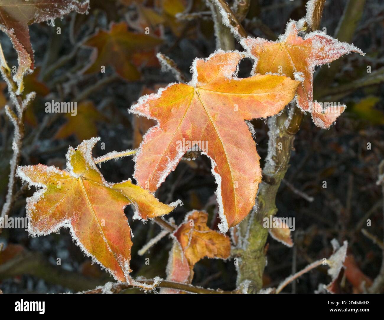 Leaves snowflake maple hi-res stock photography and images - Alamy