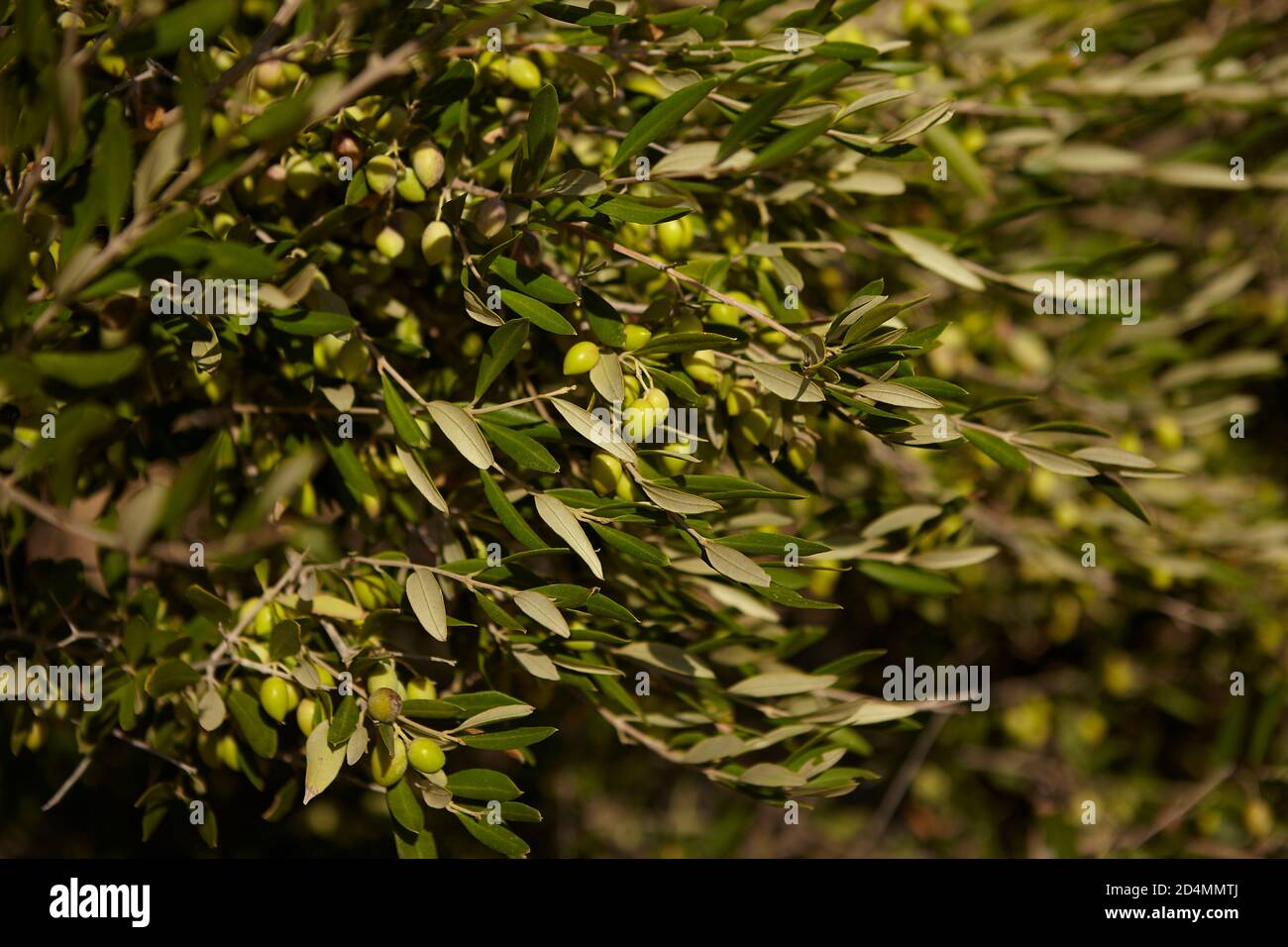 Olive tree branch hi-res stock photography and images - Alamy