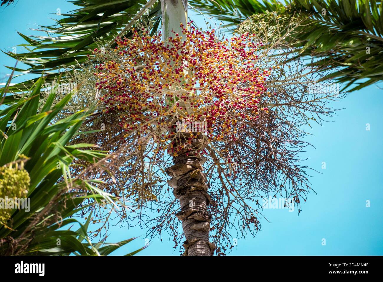 Baby Coconut Palm Tree