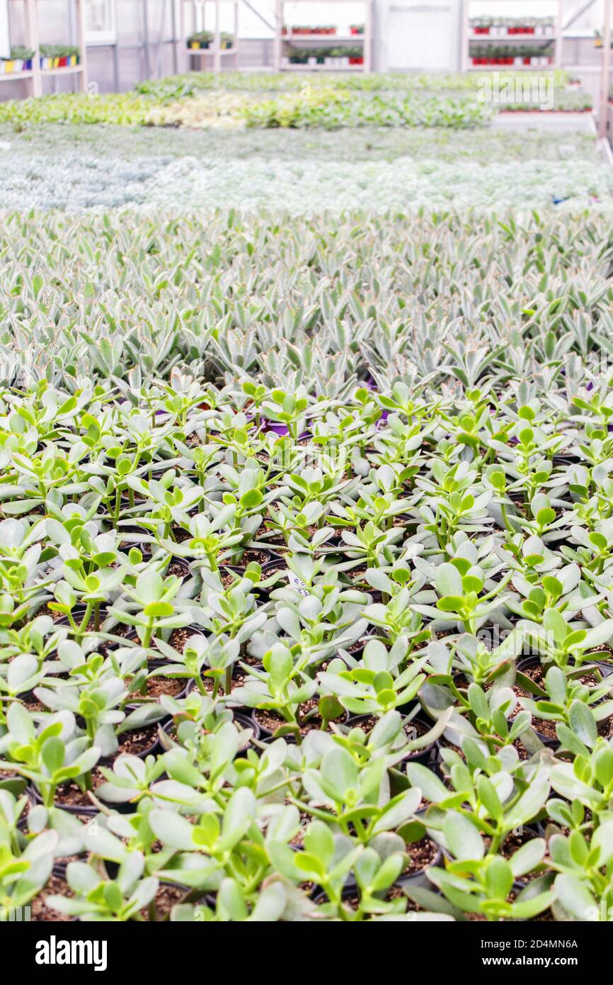various types of succulent in flower pots in the greenhouse. Closeup ...