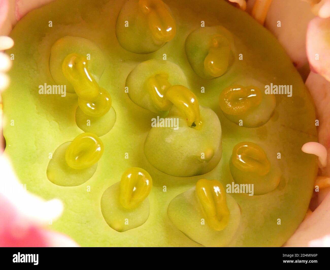 Carpellary hi-res stock photography and images - Alamy