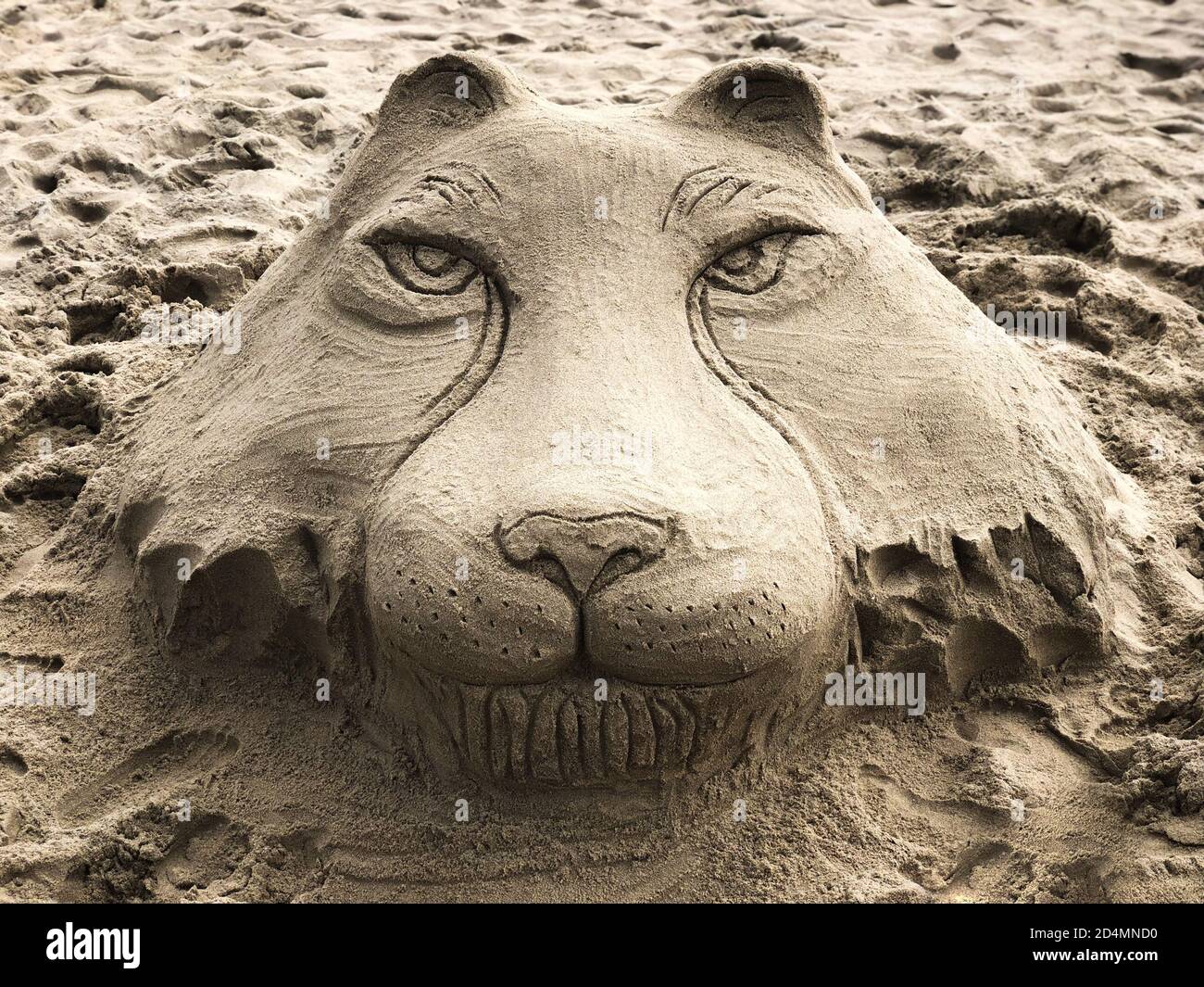 Beach Lion Head Sand Sculpture Stock Photo - Alamy