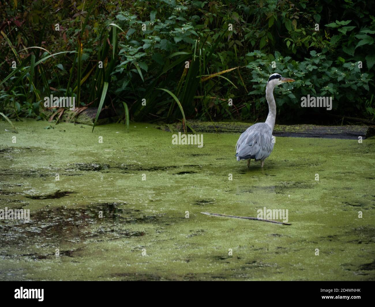 White water bird in the zoo Stock Photo - Alamy