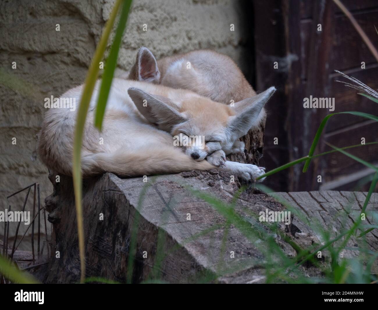 Closeup of a cute sleeping Fennec fox Stock Photo - Alamy