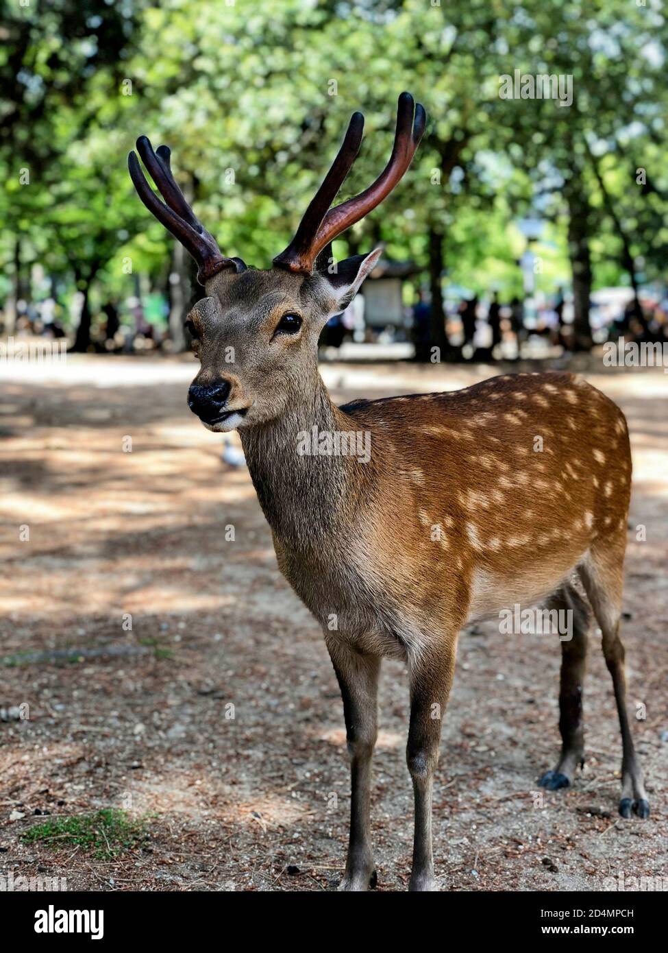 A Deer at Nara Park in Nara Japan Stock Photo - Alamy