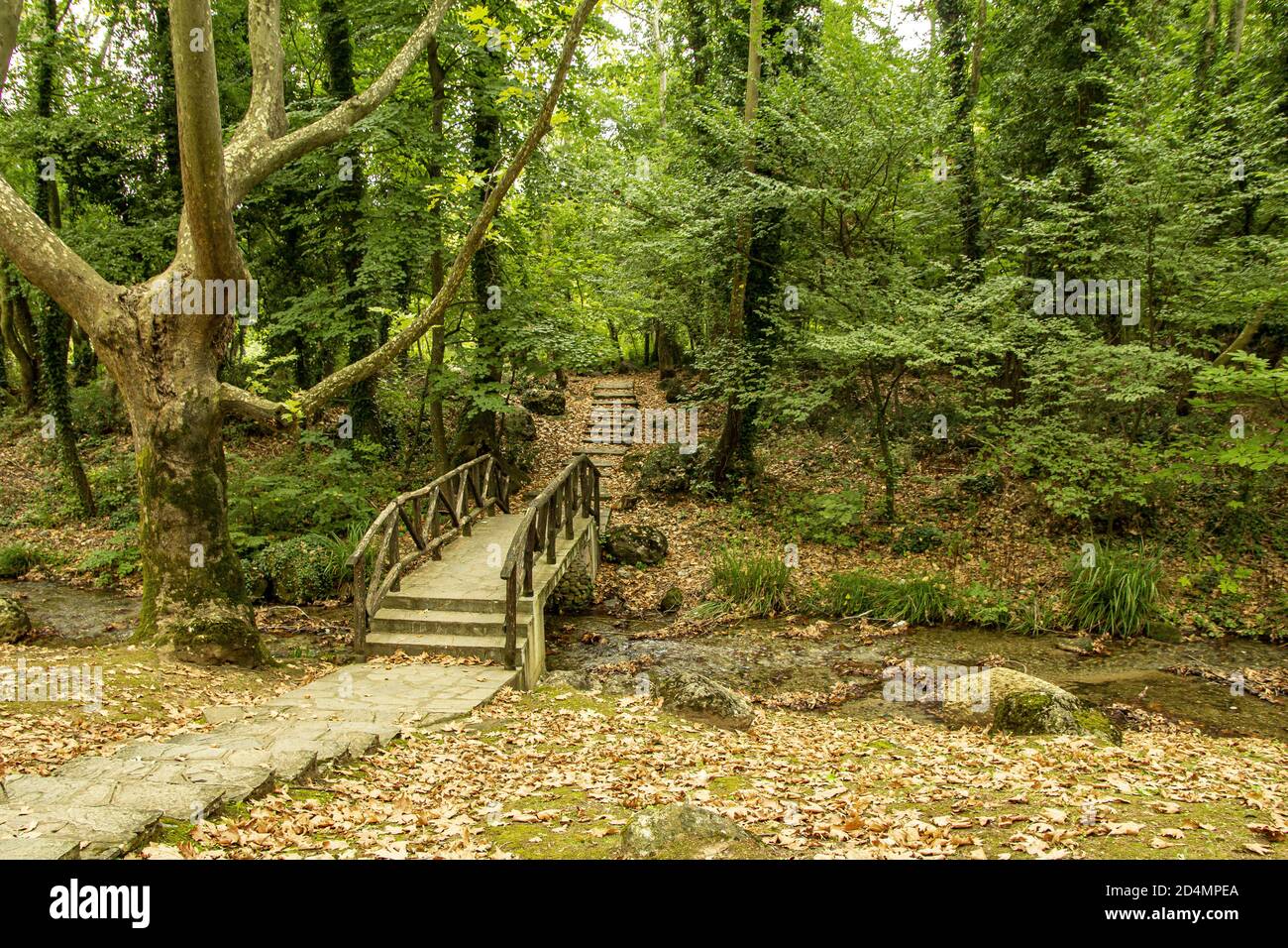 Wooden bridge over a narrow river in a dense forest Stock Photo - Alamy