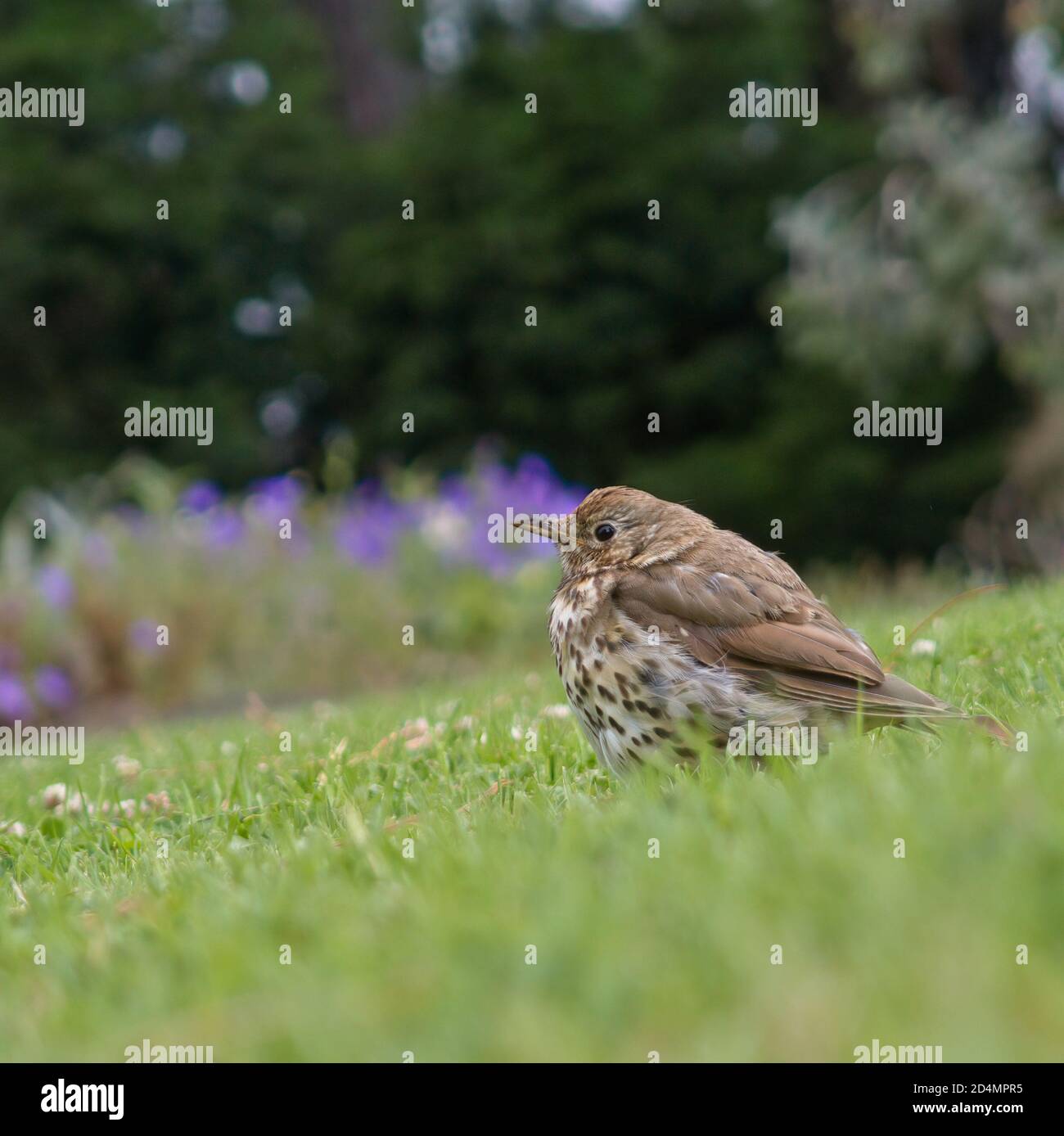 New zealand thrush hi-res stock photography and images - Alamy