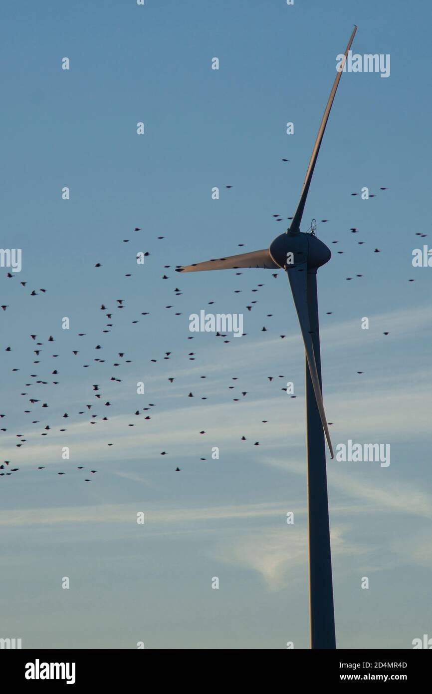 Wind Turbine with birds flock passing through it. Concept: Environment ...