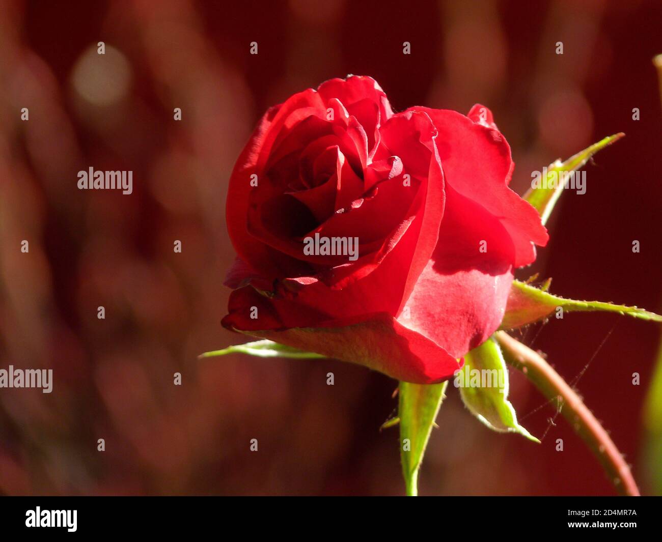 Selective focus shot of a rose in nature Stock Photo - Alamy