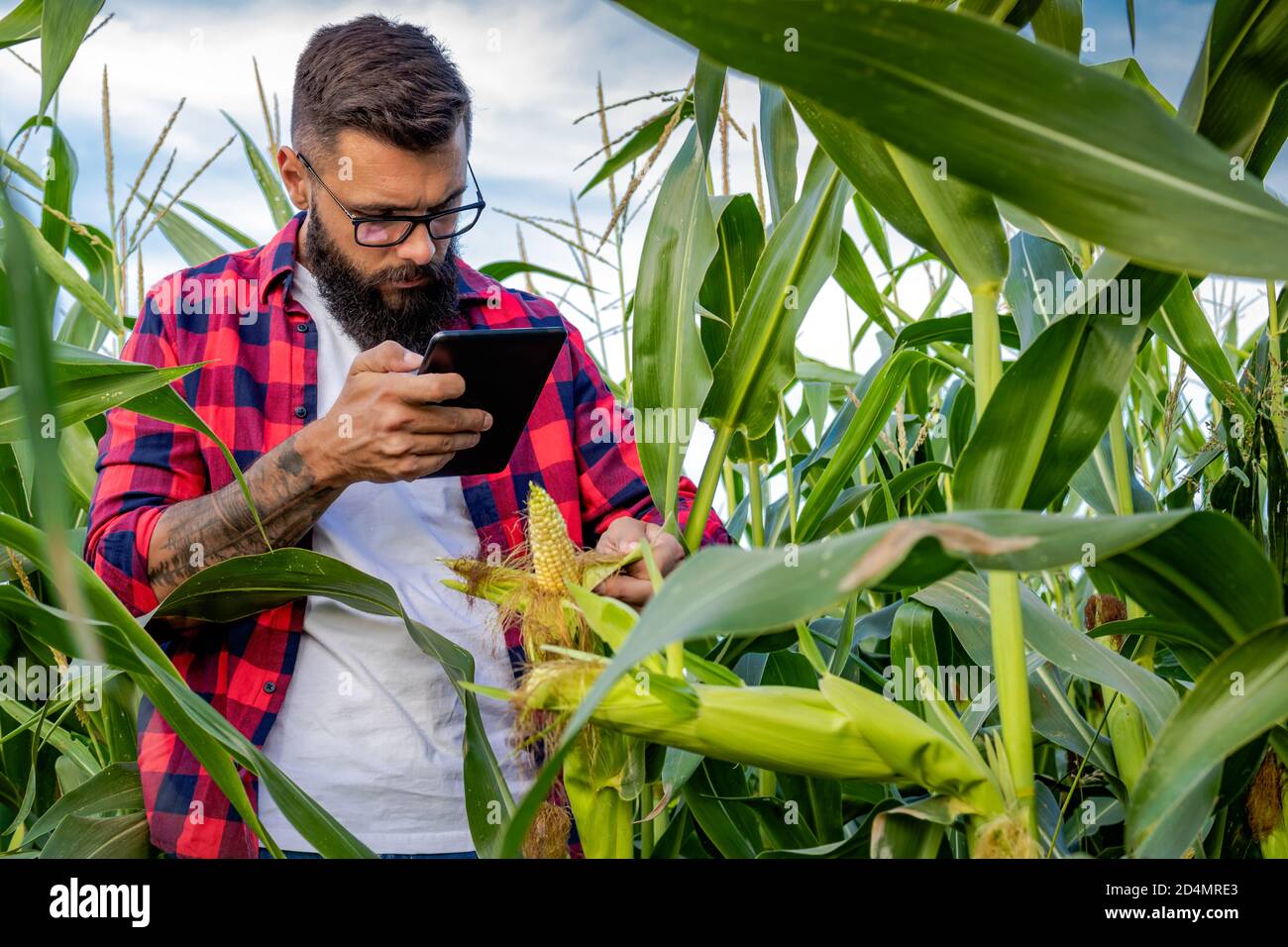 Farmer standing in corn field inspecting corn cobs Stock Photo - Alamy