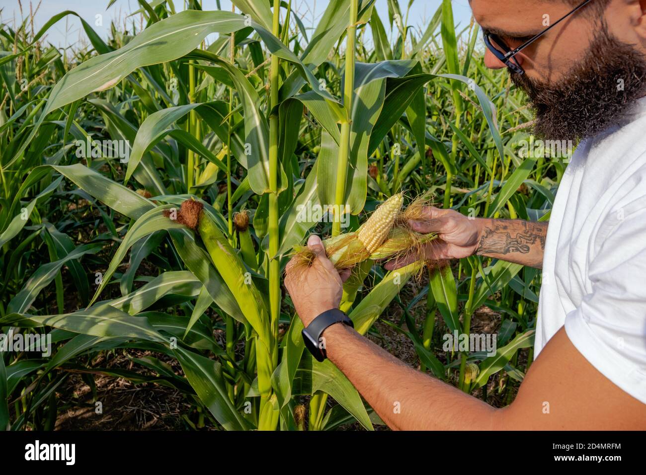 Farmer standing in corn field inspecting corn Stock Photo - Alamy