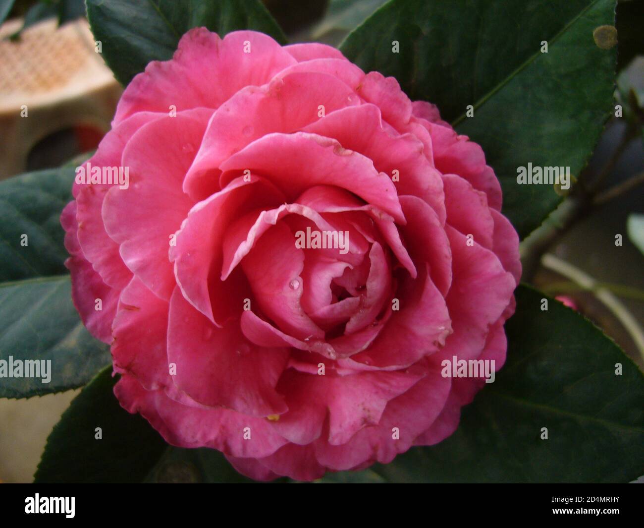 Camellia rose hi-res stock photography and images - Alamy