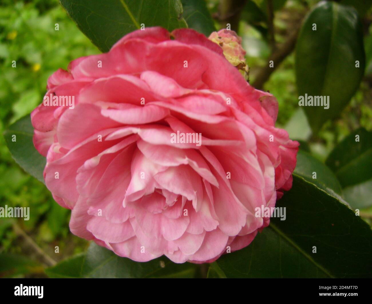Closeup shot of pink camellia flower Stock Photo - Alamy