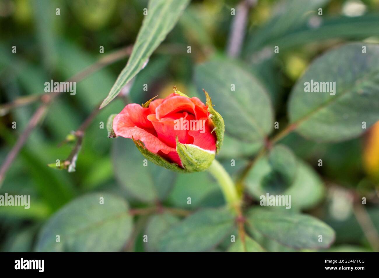 beautiful red rose bud in our garden with green background Stock Photo ...