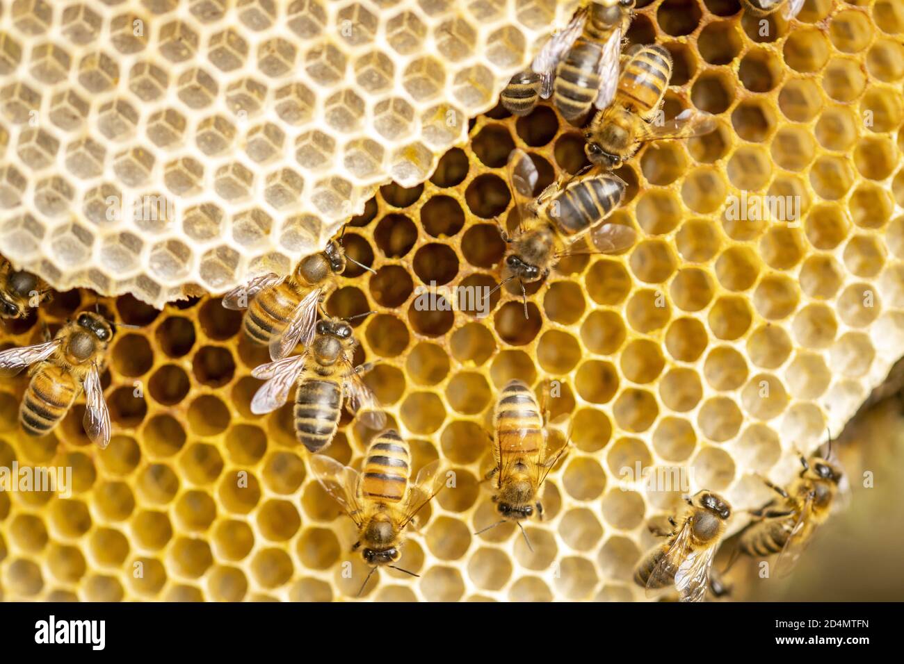 Macro closeup of bee hive with detail of layers of a honeycomb Stock Photo - Alamy