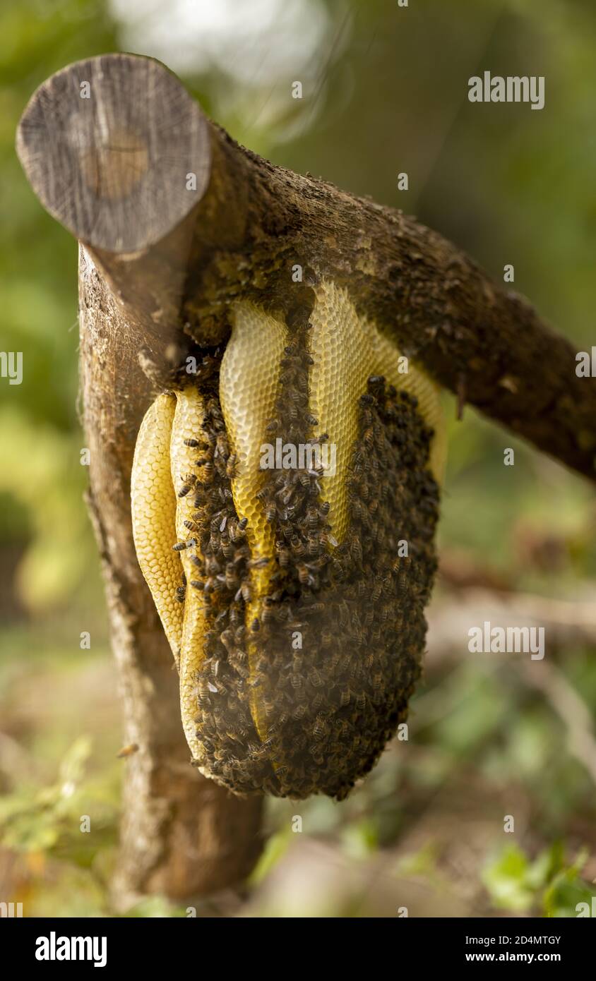 Branch with bee hive Stock Photo - Alamy