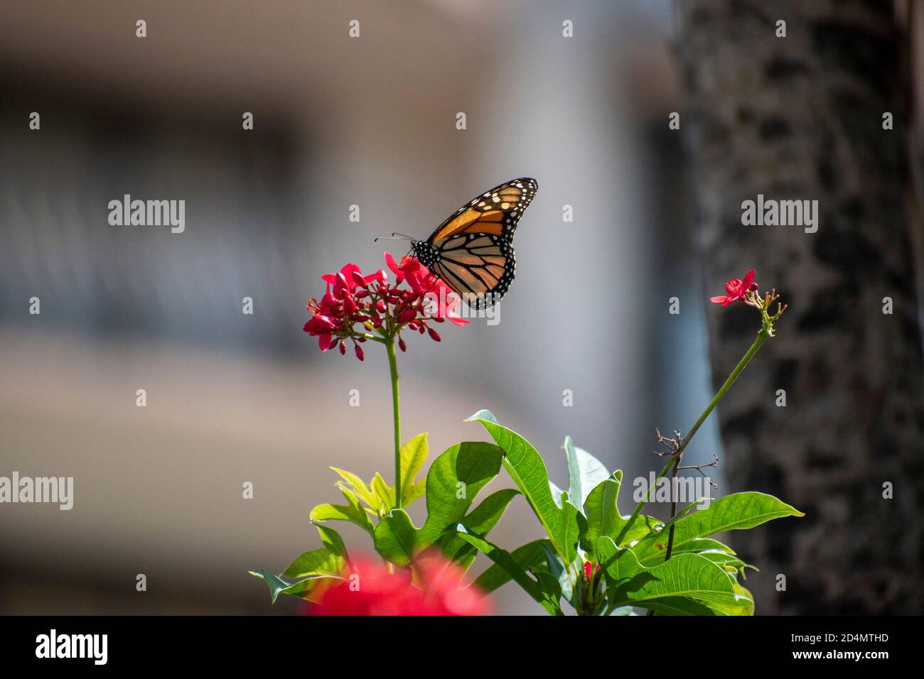 butterfly with beautiful colors at the garden Stock Photo - Alamy