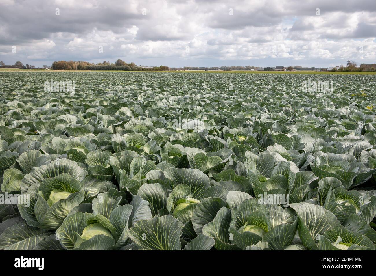Growing and harvesting pointed cabbage on the North Holland clay in the ...