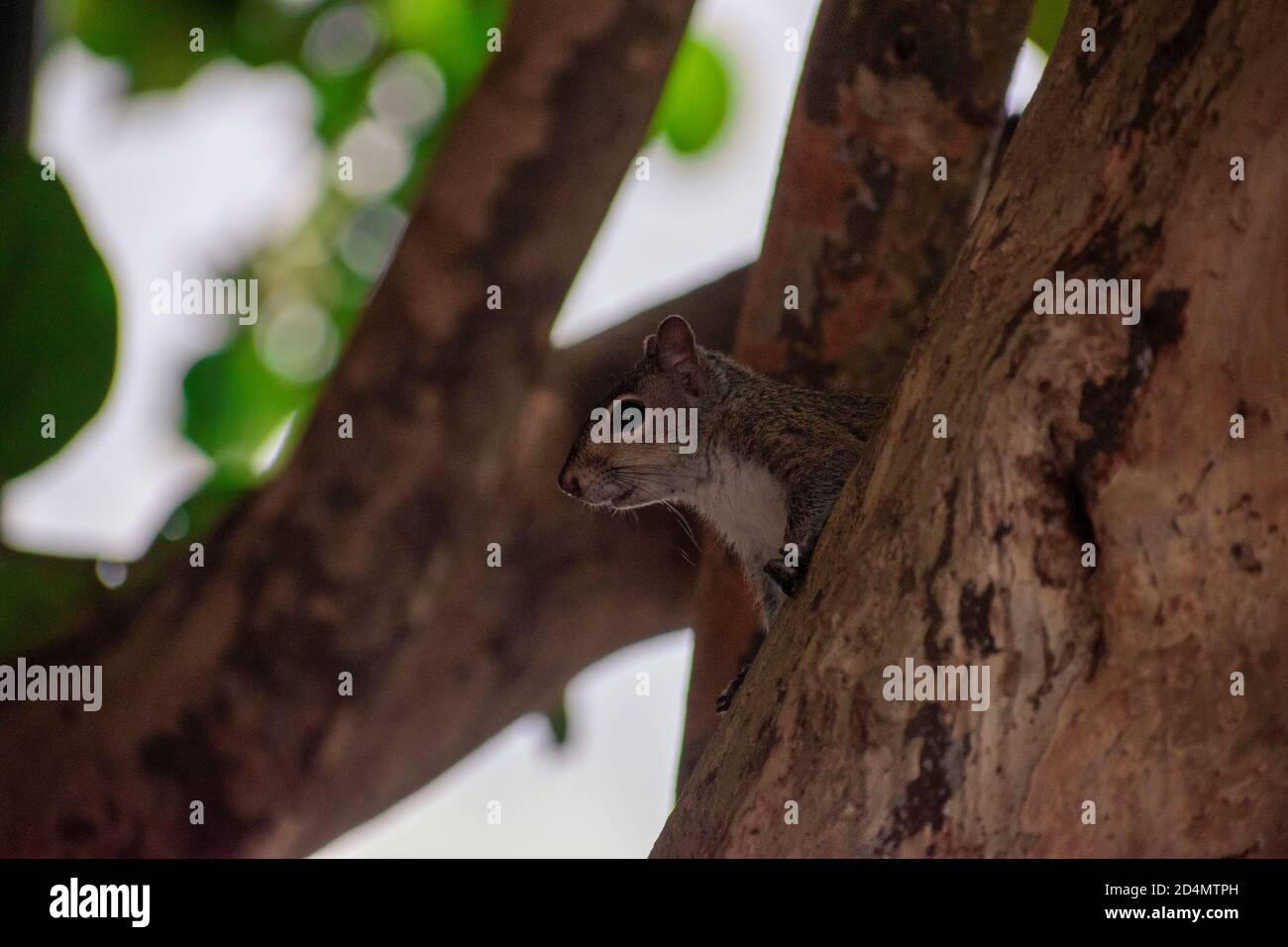 Hide behind branches hi-res stock photography and images - Alamy