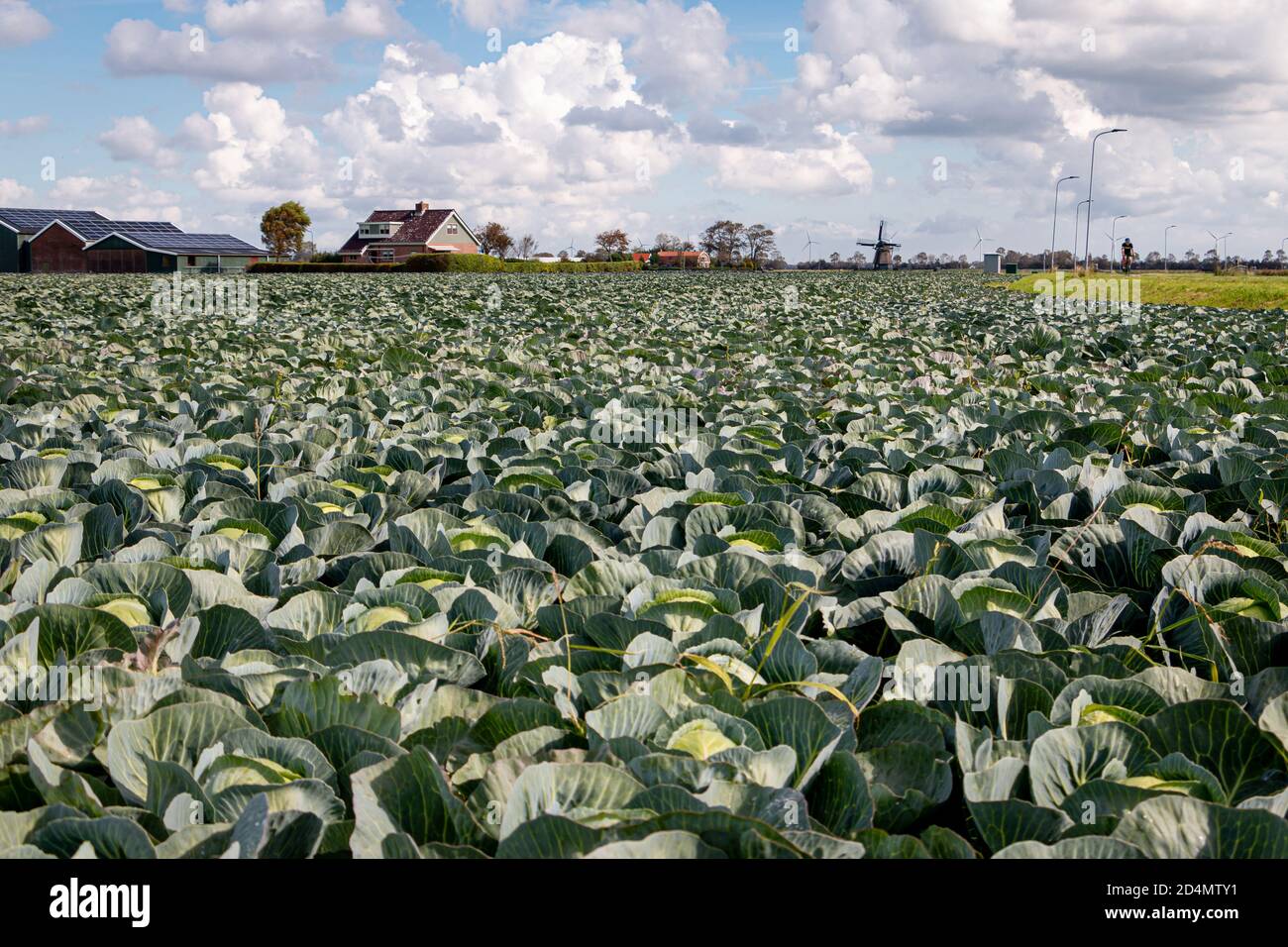 Growing and harvesting pointed cabbage on the North Holland clay in the ...