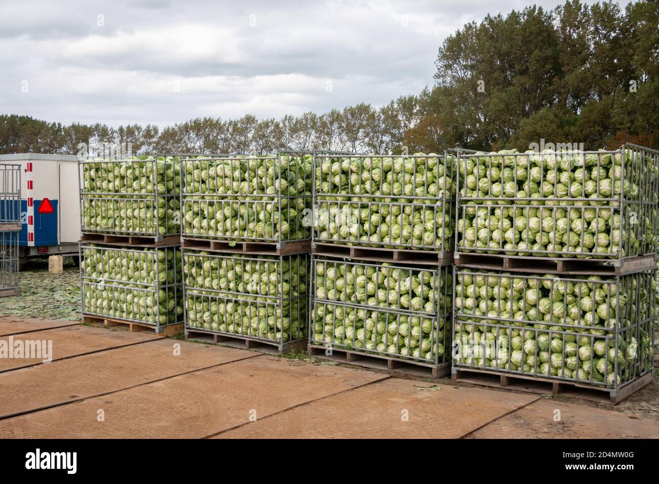 Growing and harvesting pointed cabbage on the North Holland clay in the ...
