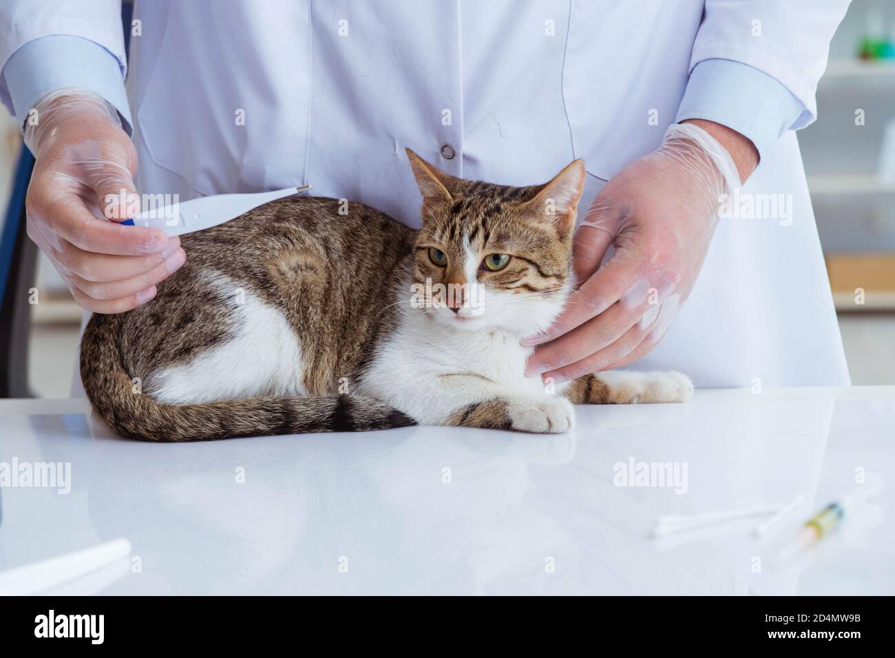 Cat visiting vet for regular check up Stock Photo - Alamy