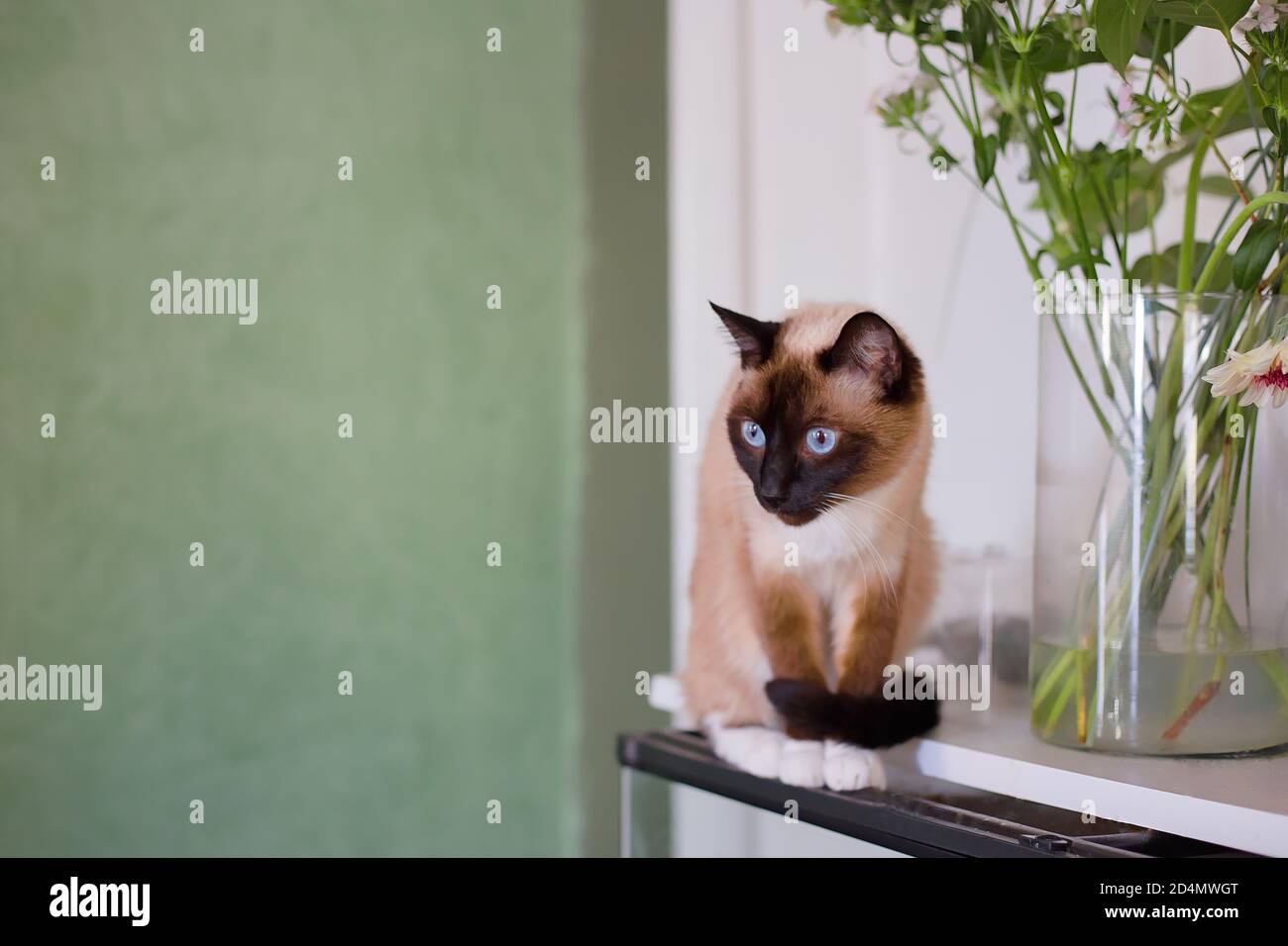 Female Seal Point Siamese Cat High Resolution Stock Photography and ...