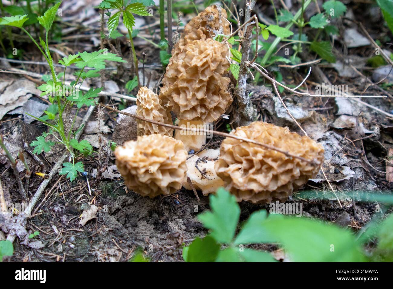 Morchella, the true morels, is a genus of edible sac fungi closely ...