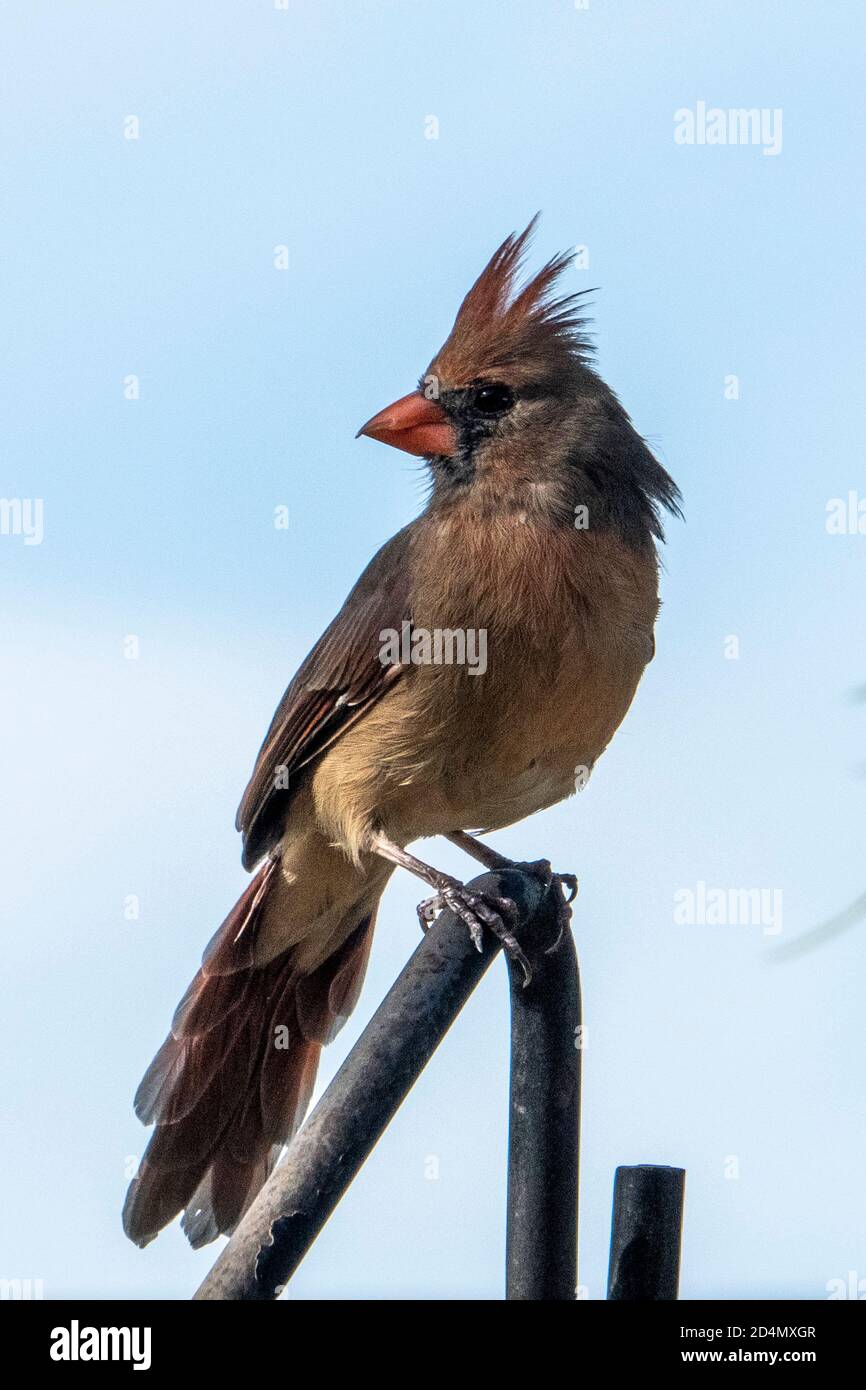 Northern Cardinal high up on a metal perch Stock Photo - Alamy