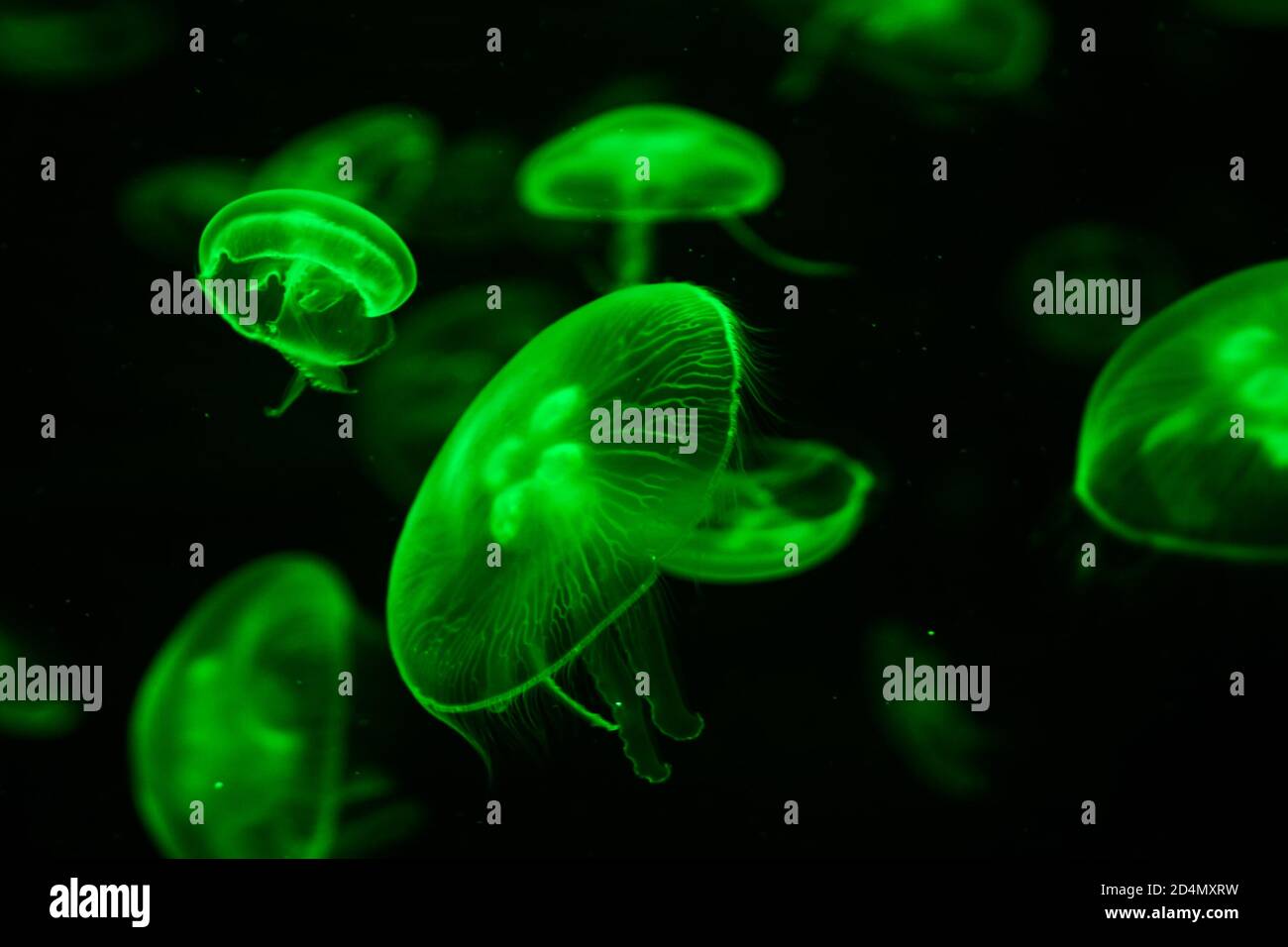 Jellyfish Dangerous Poisonous Medusa Stock Photo - Alamy