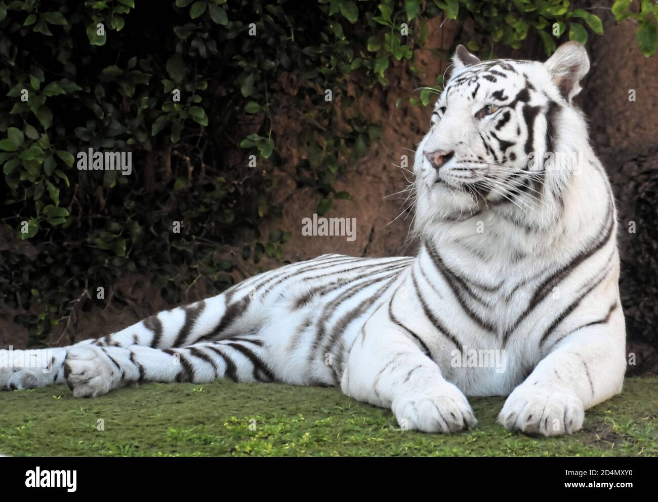 Black and White Striped Tiger Stock Photo - Alamy