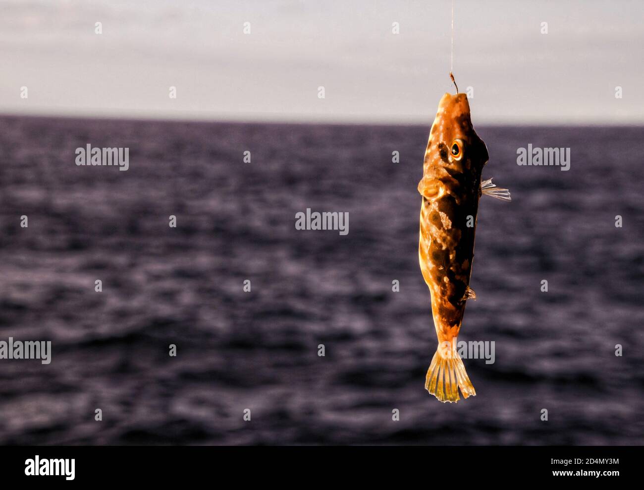 One Sea Fish Hooked Stock Photo - Alamy