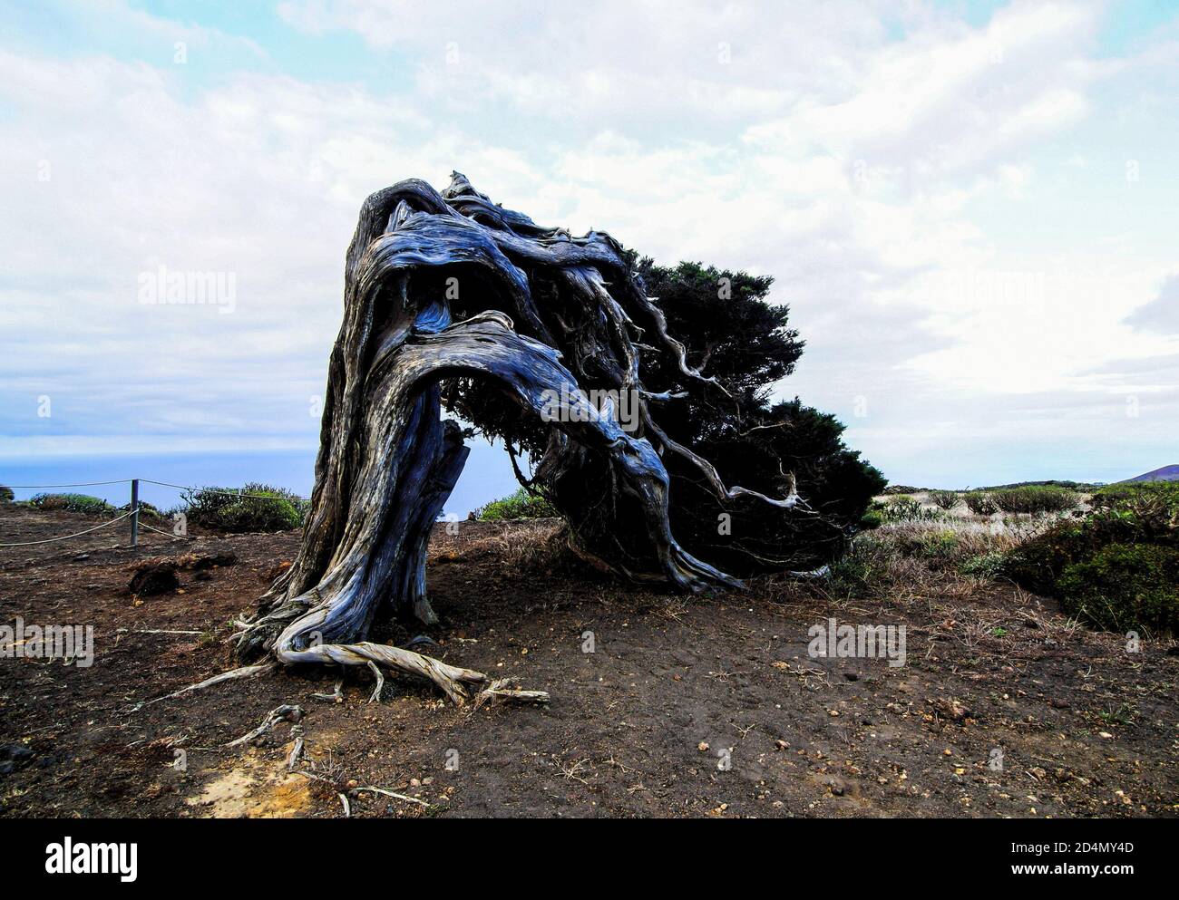 Gnarled juniper tree shaped hi-res stock photography and images - Alamy