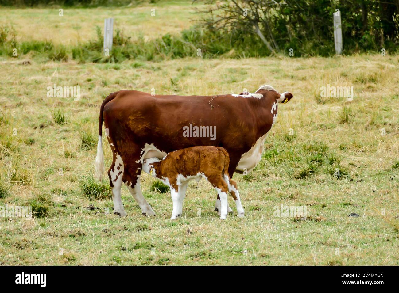 Livestock sweden bull hi-res stock photography and images - Alamy