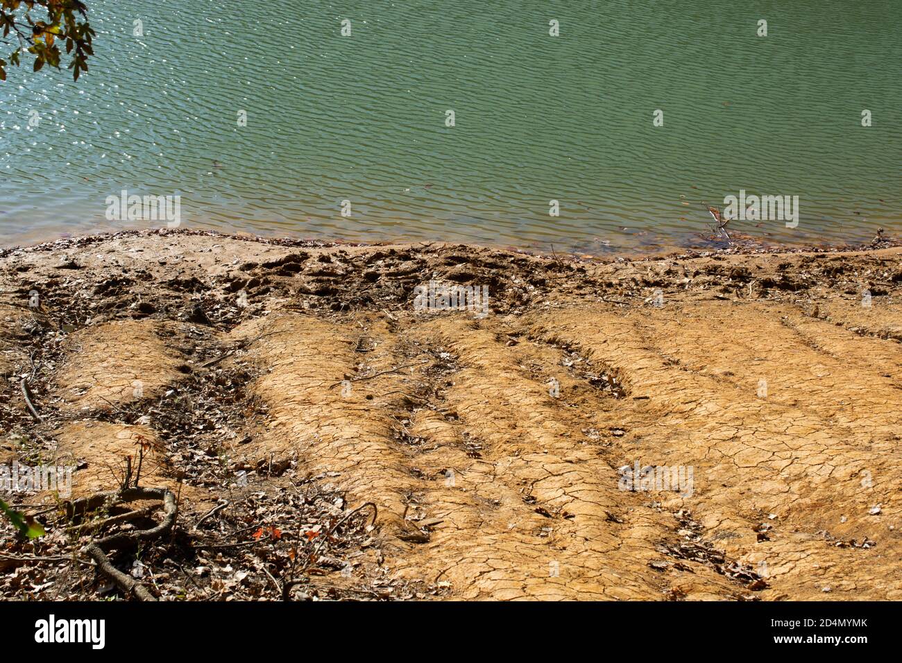 Clean lake with a beach and dry plants and wood Stock Photo - Alamy