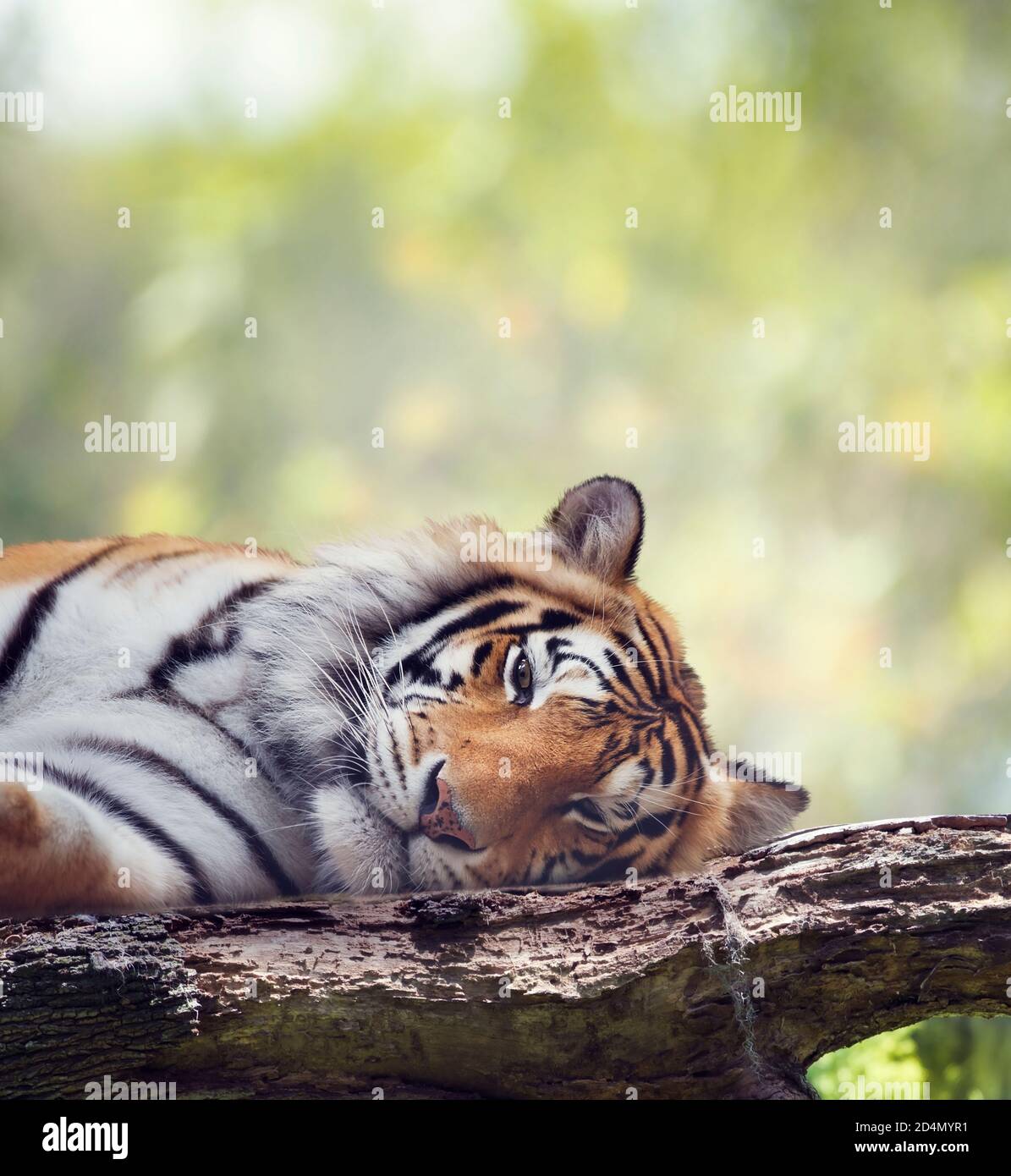 Bengal tiger resting on a tree. Wild animals Stock Photo - Alamy