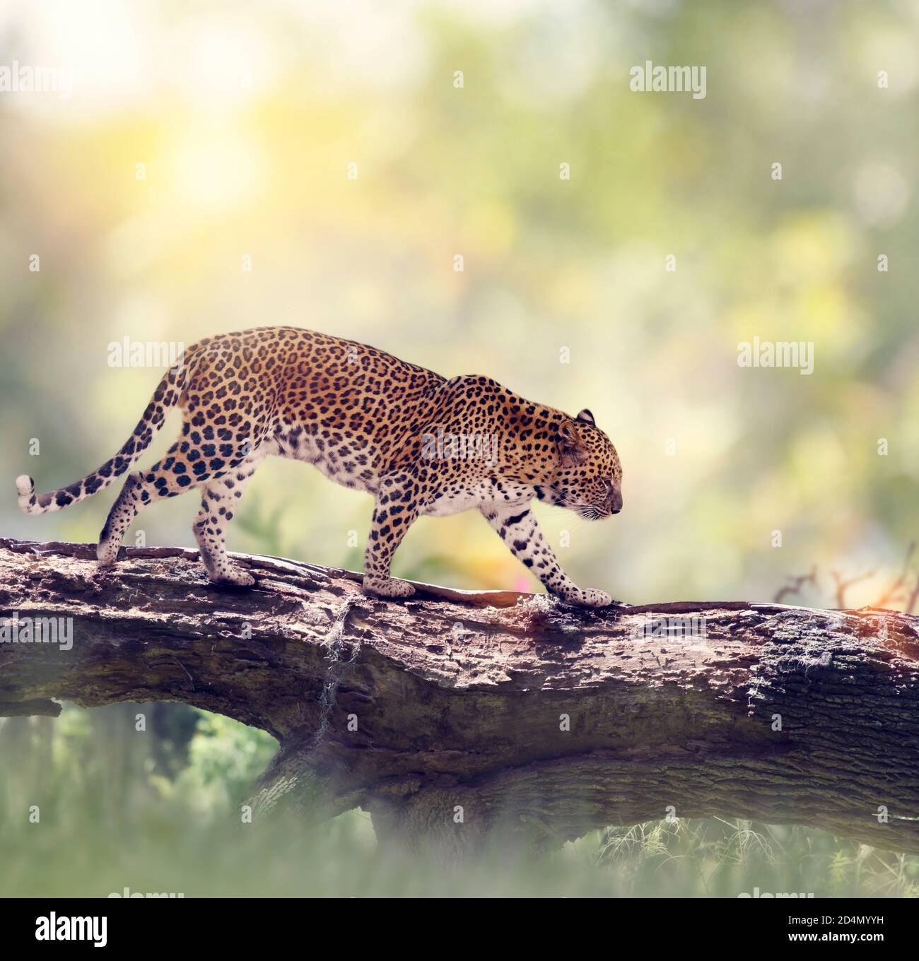 Leopard walking on the tree hi-res stock photography and images - Alamy