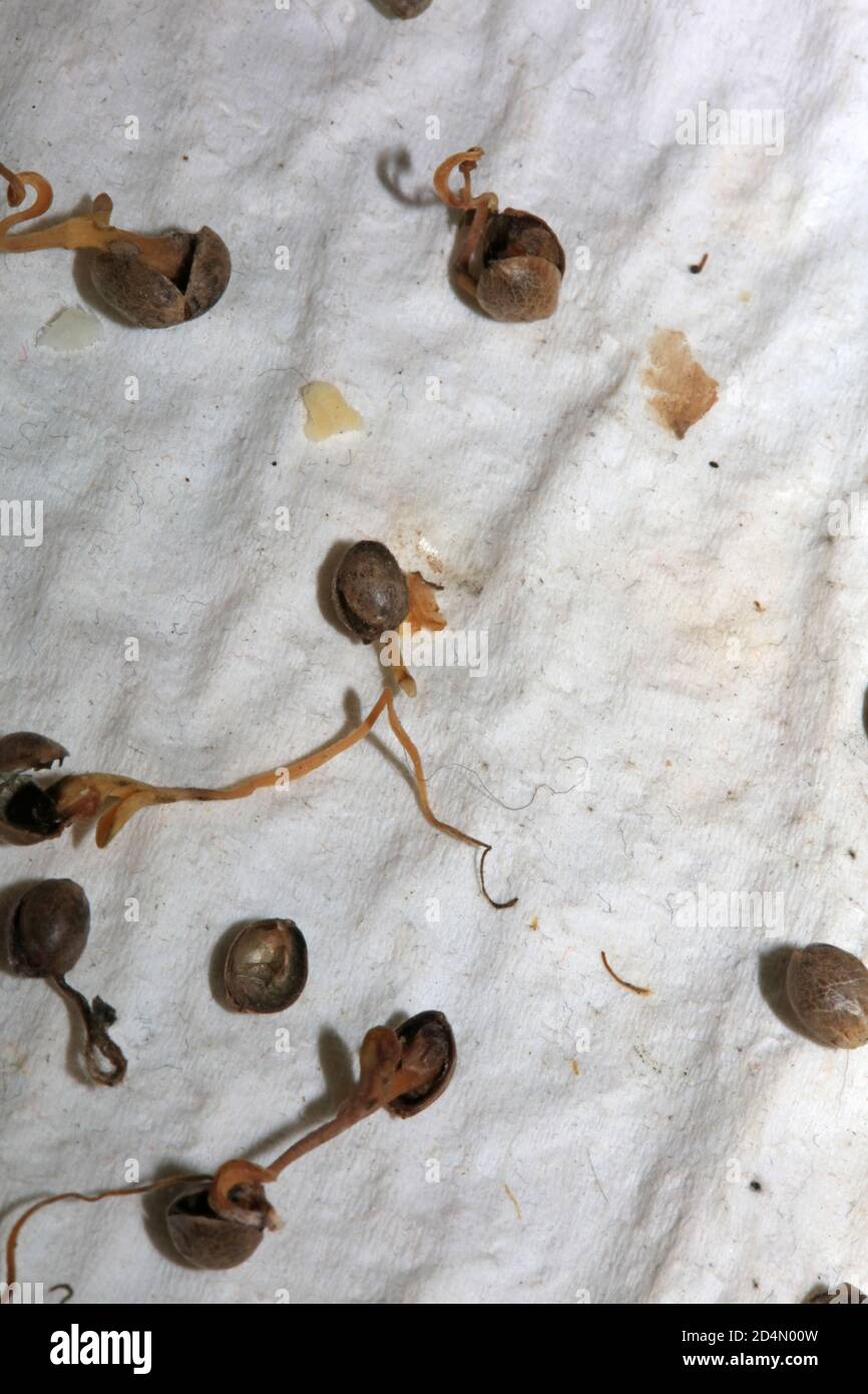 Cannabis dead seeds retro high quality modern prints fifty megapixel ...