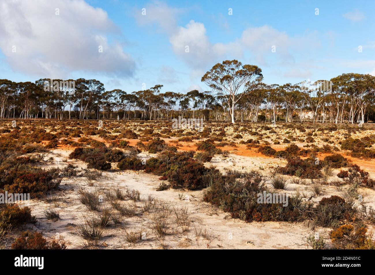 Australian vegetation hi-res stock photography and images - Alamy