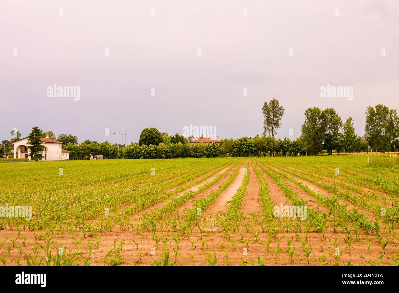 View of Cultivated Field in the countryside Stock Photo - Alamy