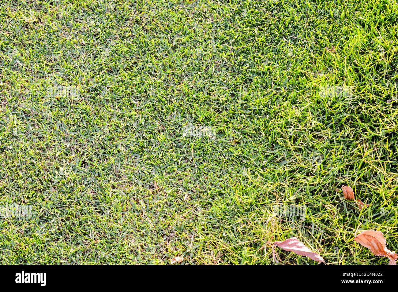 Green Grass Pattern Texture Background Stock Photo - Alamy