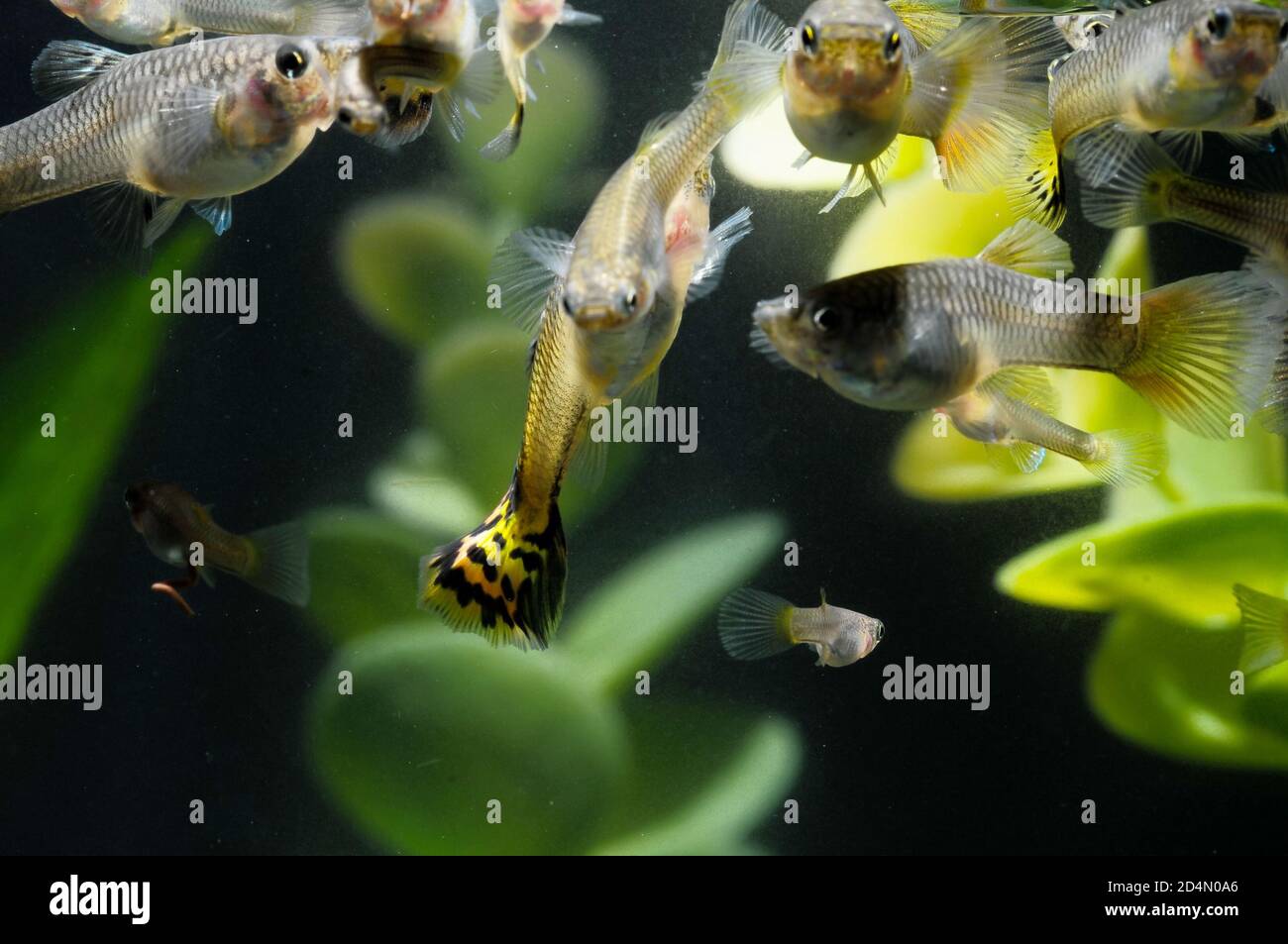 Guppy Multi Colored Fish Stock Photo - Alamy