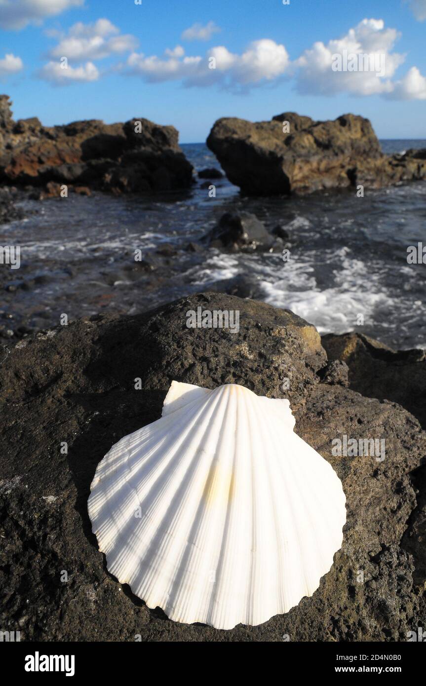 Limestone Sea Shell Stock Photo - Alamy