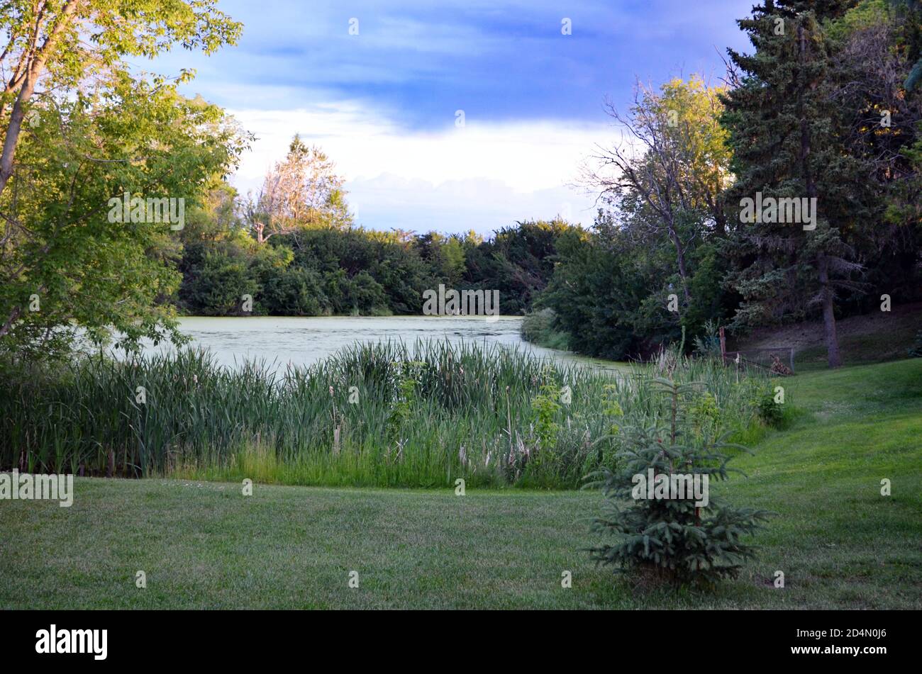 Castor alberta canada hi-res stock photography and images - Alamy