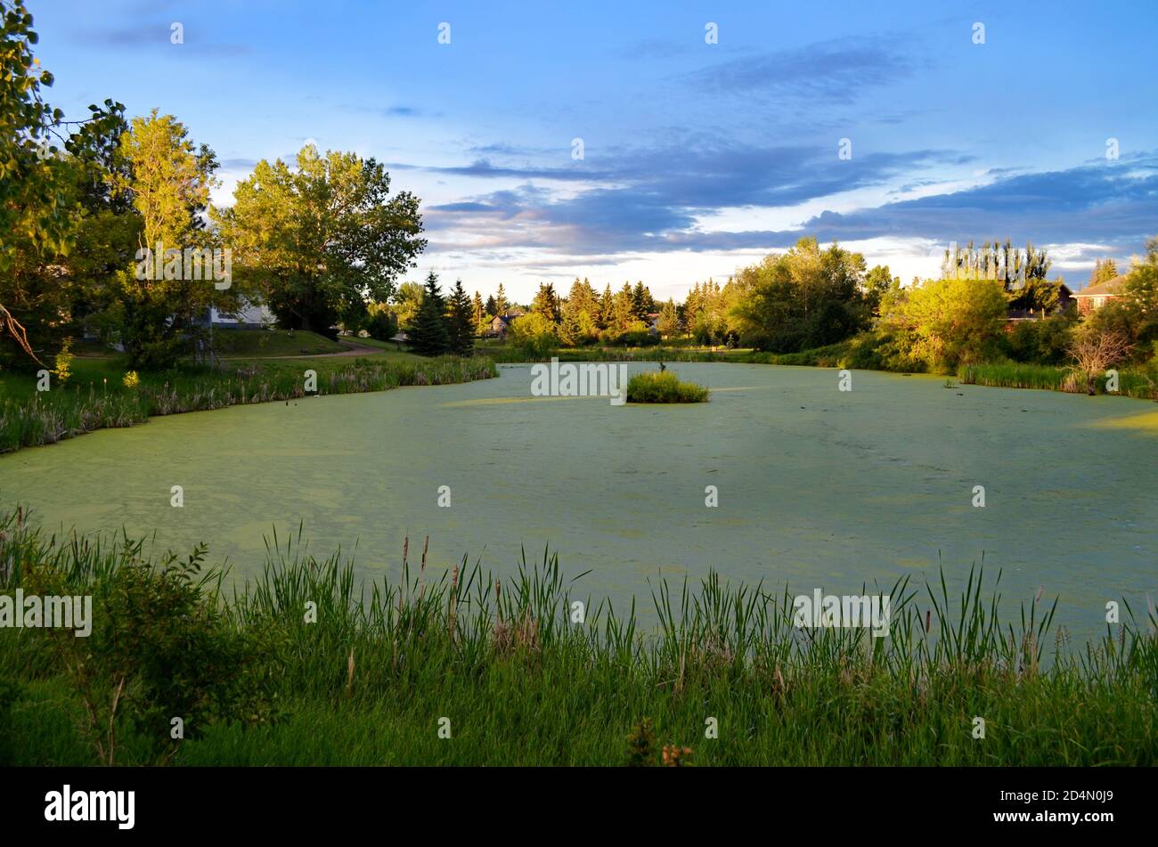 Castor alberta canada hi-res stock photography and images - Alamy
