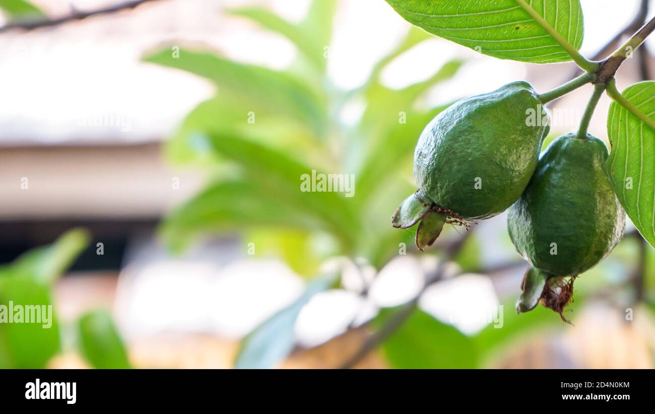 Young guava tree hi-res stock photography and images - Alamy