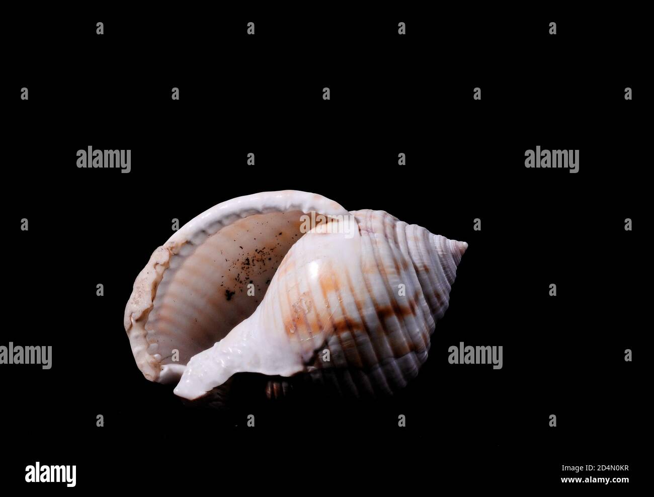 Scallop Shell Isolated Stock Photo - Alamy