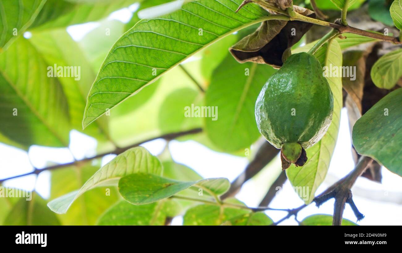 Young guava plant hi-res stock photography and images - Alamy